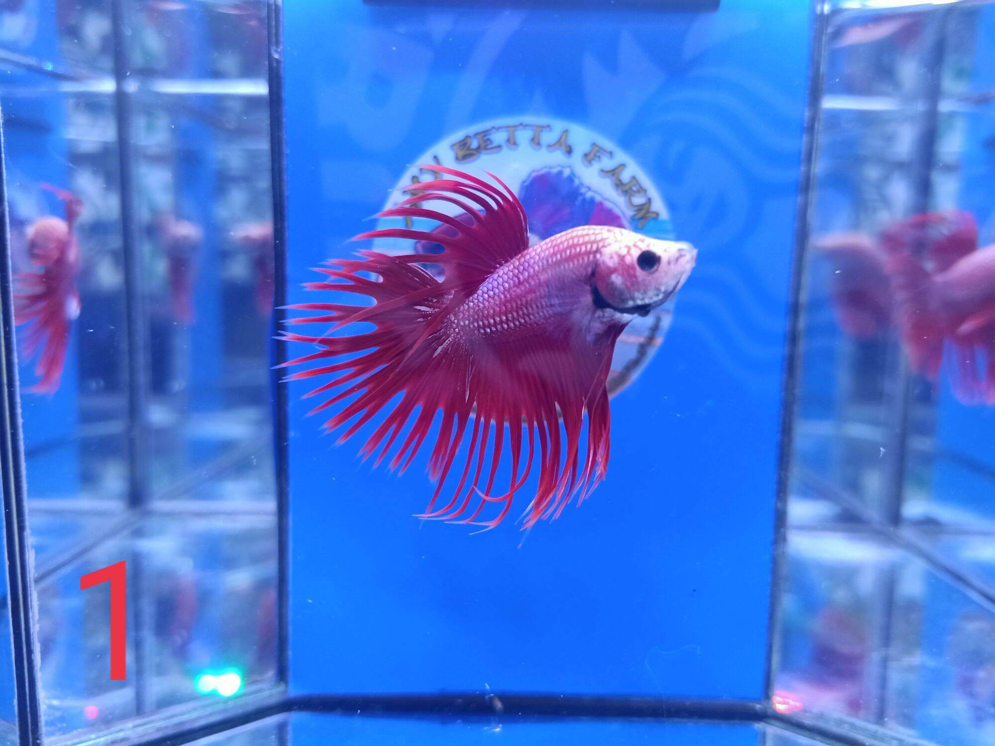 Crowntail Maskot Male | Lazada