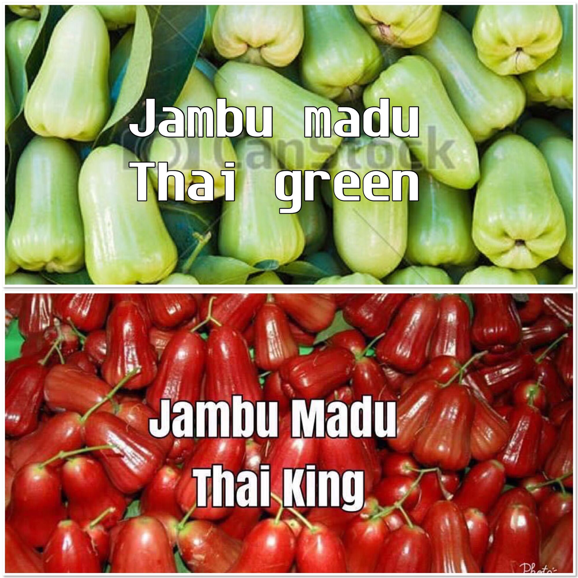 Pakage jambu madu thai king / jambu madu thai green | Lazada