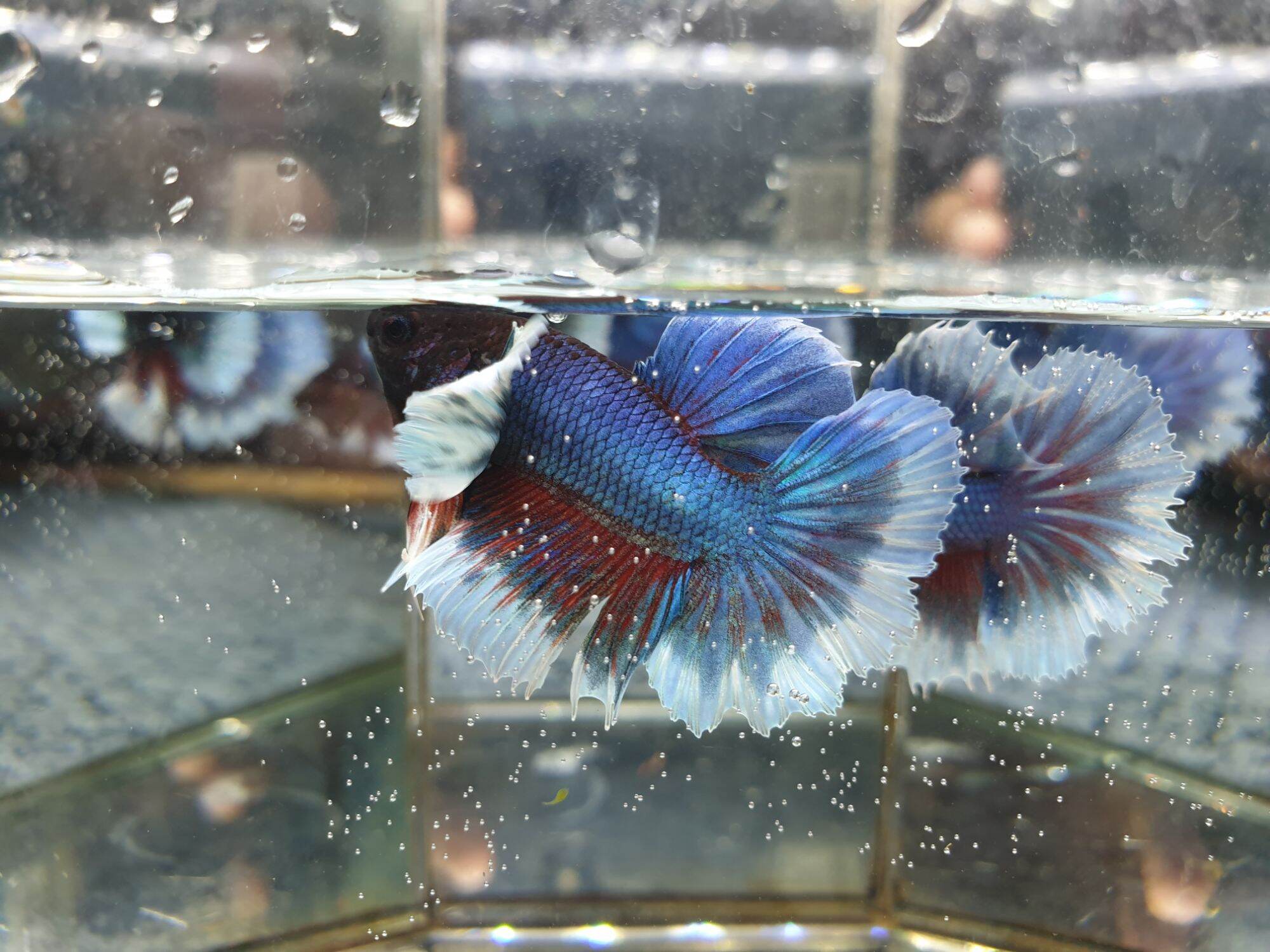 Betta Male Dumbo Blue white base | Lazada
