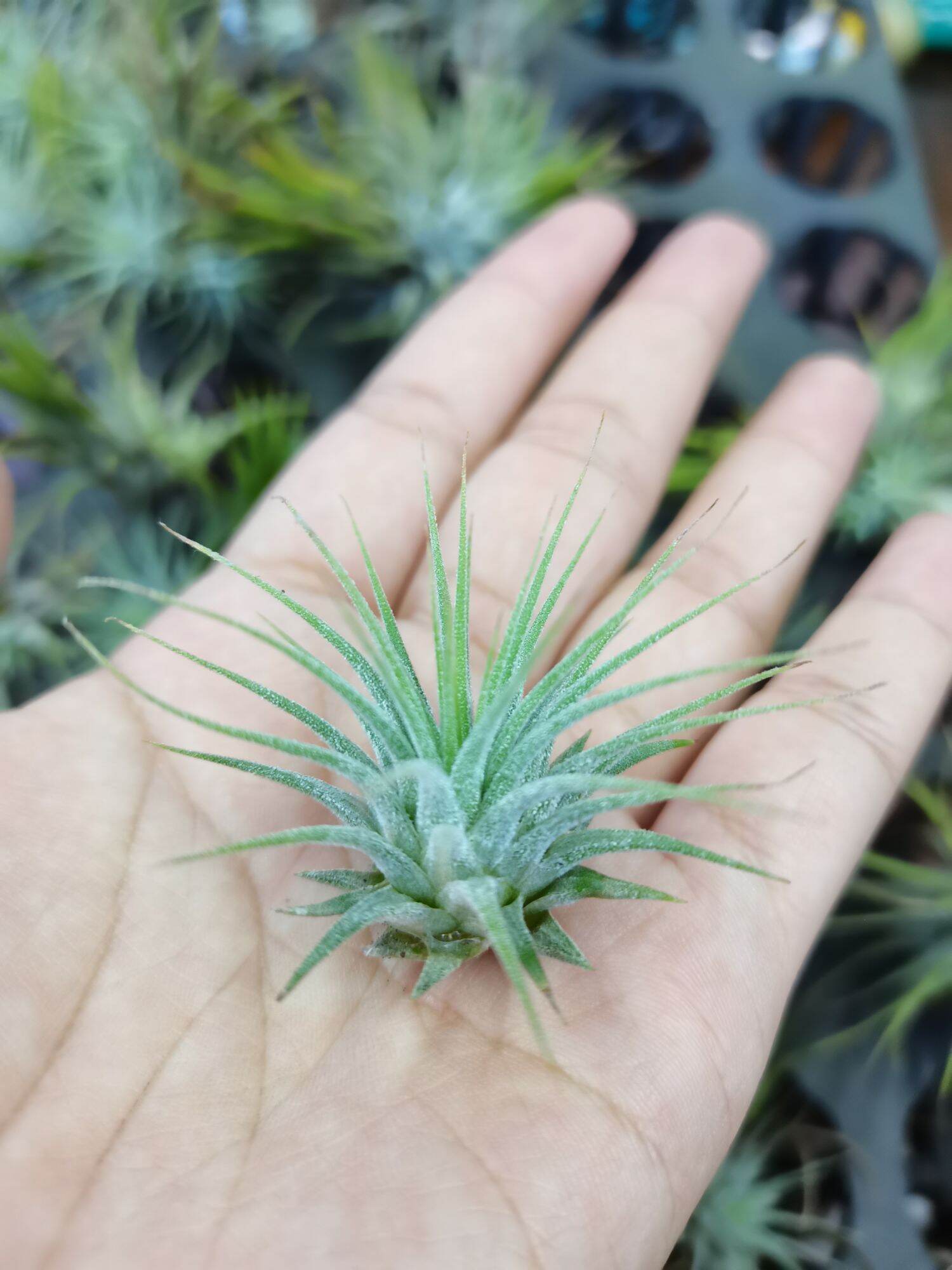 AIR PLANT / Tillandsia ionantha var stricta pup | Lazada