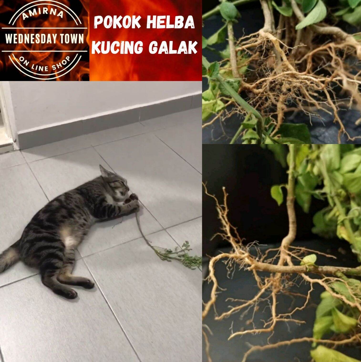 🇲🇾POKOK HERBA KUCING GALAK UNTUK KESIHATAN KUCING ANDA 5 POKOK BESERTA ...