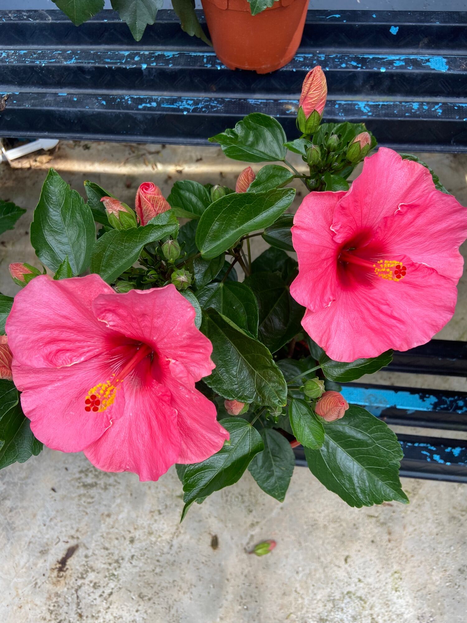 Bunga Raya Hibrid Real Plant Hybrid Hibiscus | Lazada