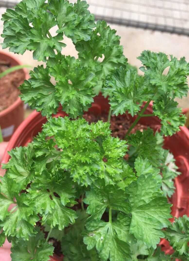 ANAK POKOK “Parsley” • Italian Parsley • Pasli : Teman Baik Spaghetti ...