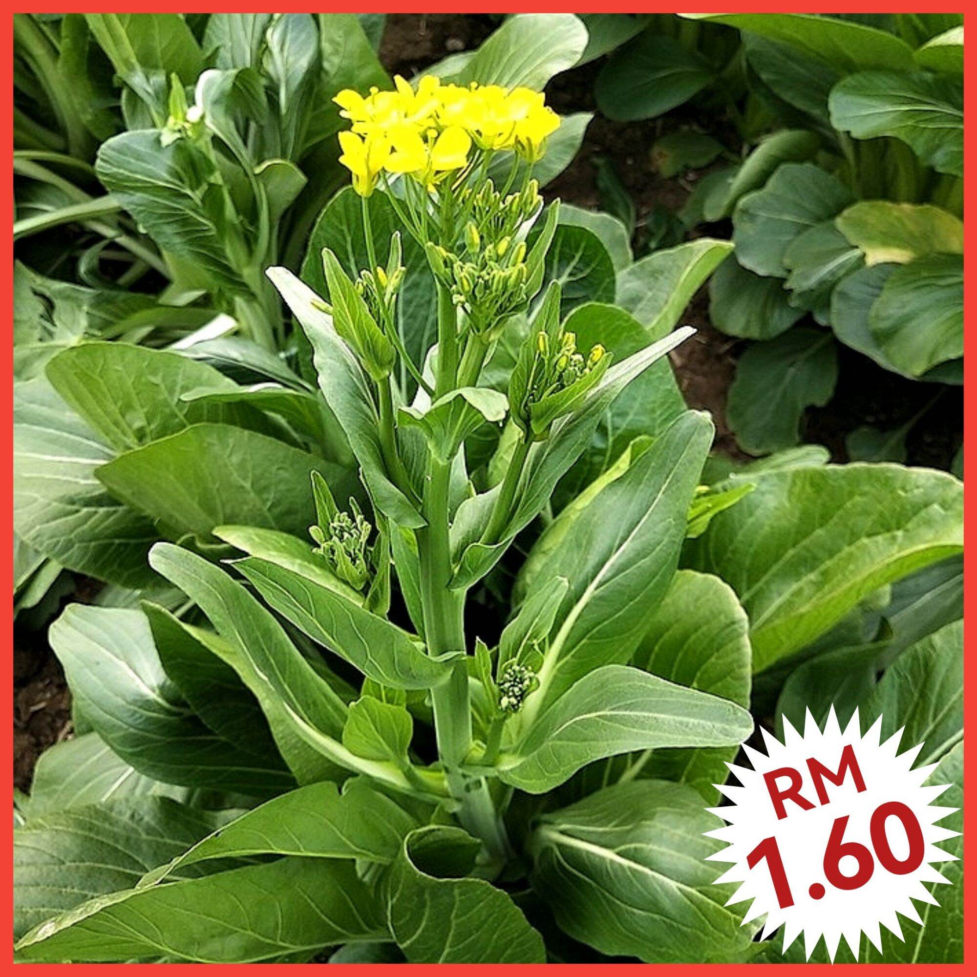 L53 Choy Sum Flower Seeds (200+/-) Benih Choy Sum 油菜心花种子 Vegetable ...
