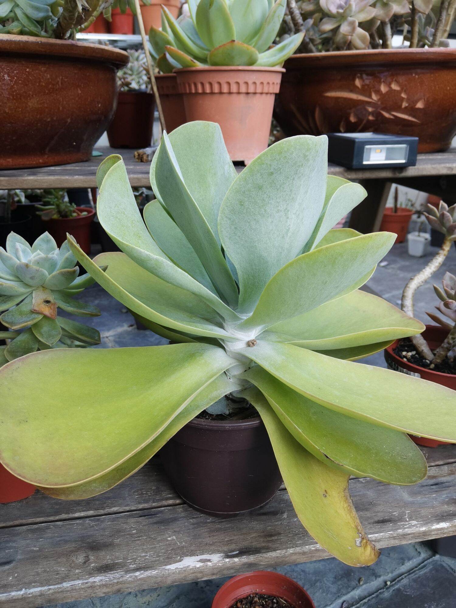 Succulent Kalanchoe 12cm | Lazada