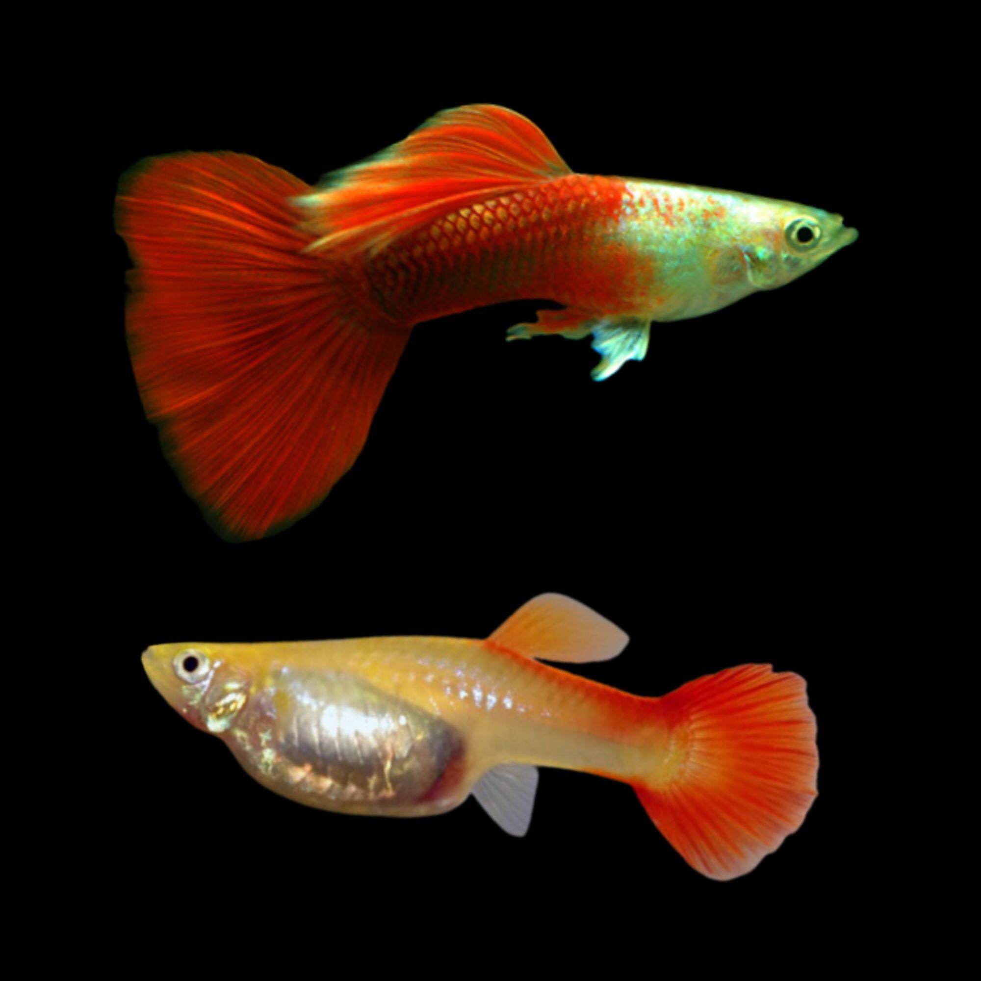 (High Grade) Guppy Platinum Red Tail *Male & Female. | Lazada