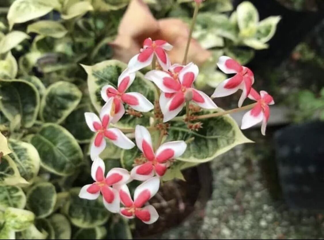 Ixora Rare frozen star Batik pokok hiasan hidup | Lazada