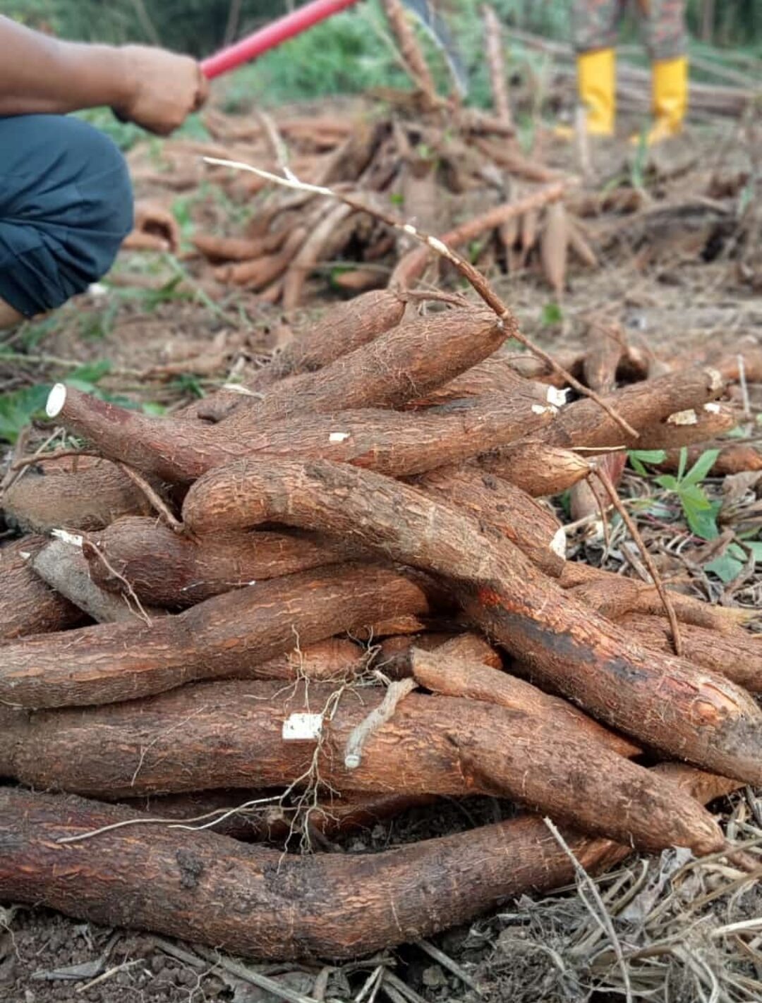 UBI KAYU INDON 4KG RM15 SEGAR DARI LADANG (DAH ORDER BARU CABUT UBINYA) TAPIOCA . UBI KAYU EMPUK ...