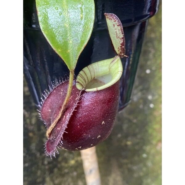 Monkey cup / Nepenthes live plant / periuk kera hidup / 猪笼草 | Lazada