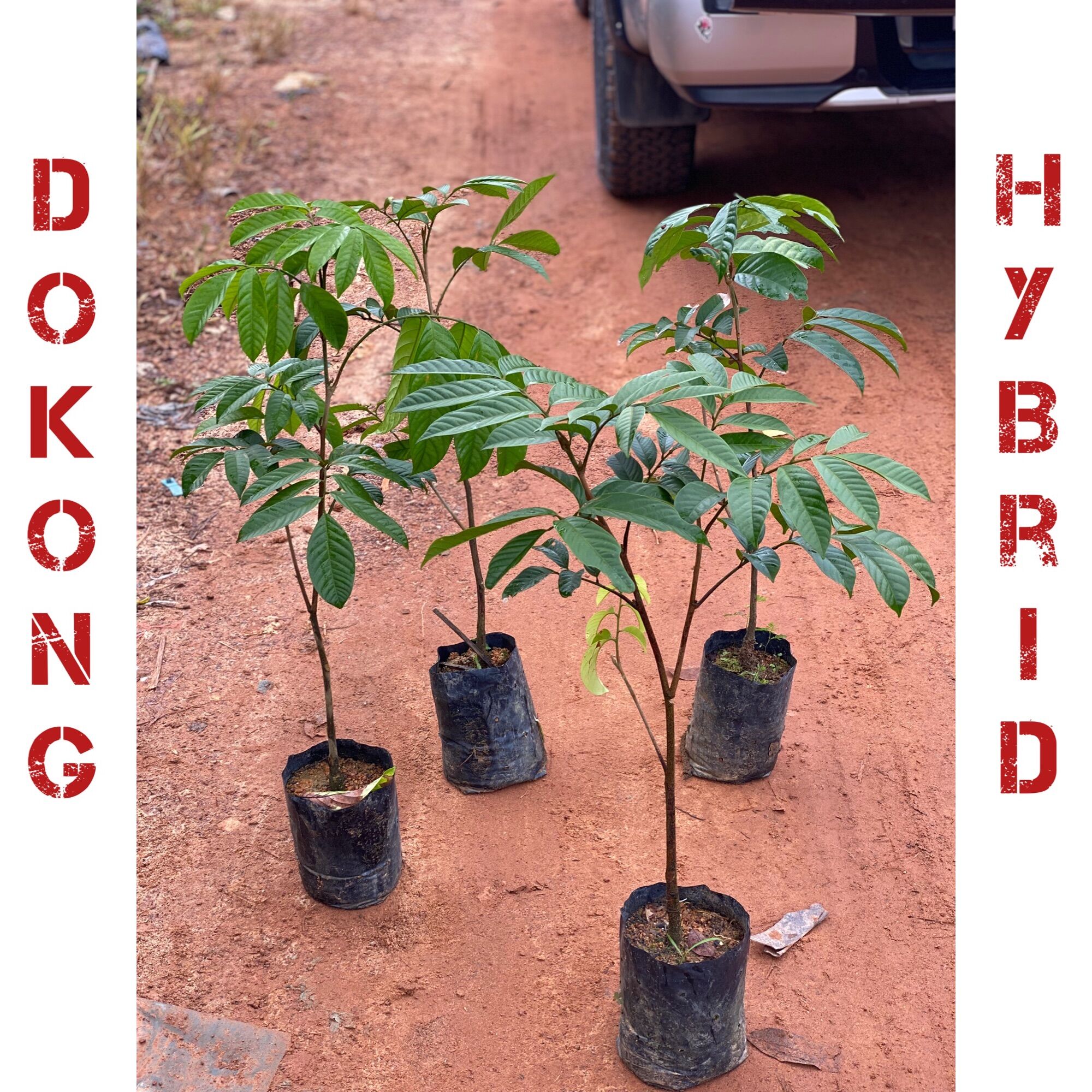 Pokok buah (Dokong) hybrid cepat berbuah thai | Lazada