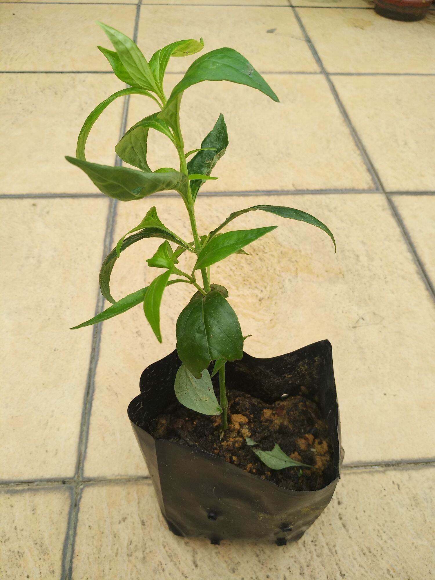 Pokok Hempedu Bumi Plant/ Hepatitis/Ubat kencing Manis | Lazada