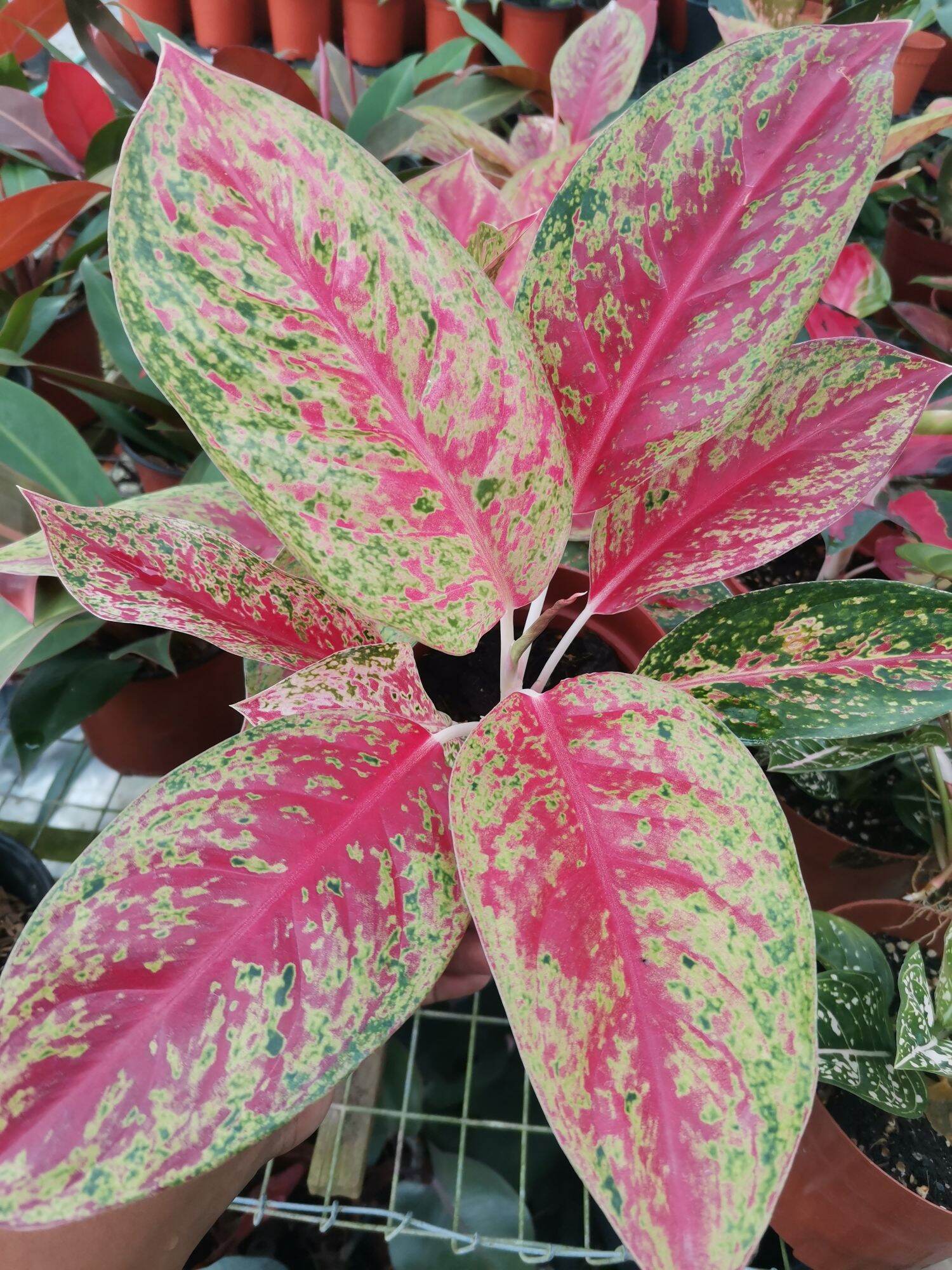 Aglaonema Supernova ( Indoor plants) | Lazada