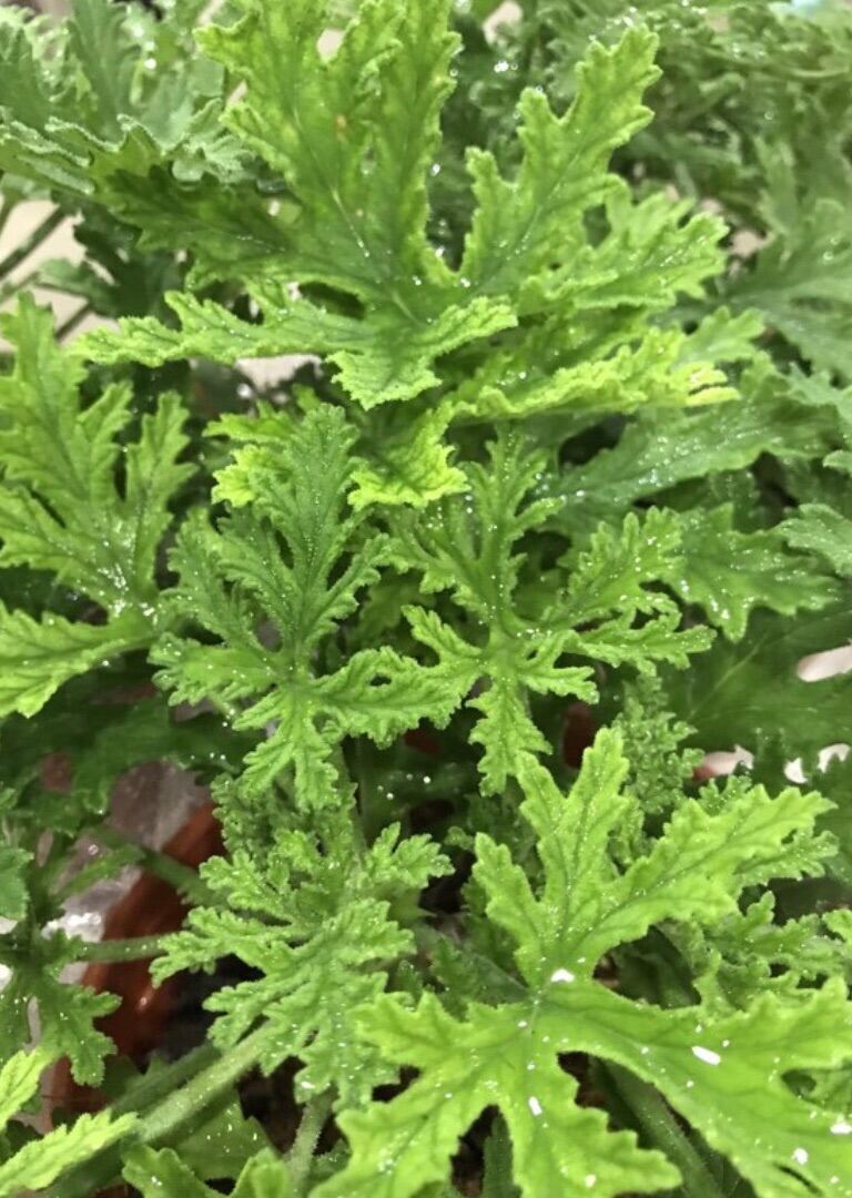 ANAK POKOK “Penghalau Nyamuk” • CITRONELLA @ Jeremin 🌿 1 Pasu 🍀 | Lazada