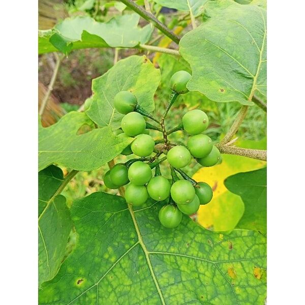 Buah Terung Pipit | Lazada