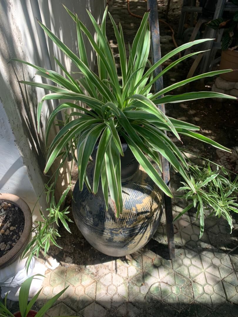 Spider Plant Pokok Labah Labah Chlorophytum Comosum | Lazada