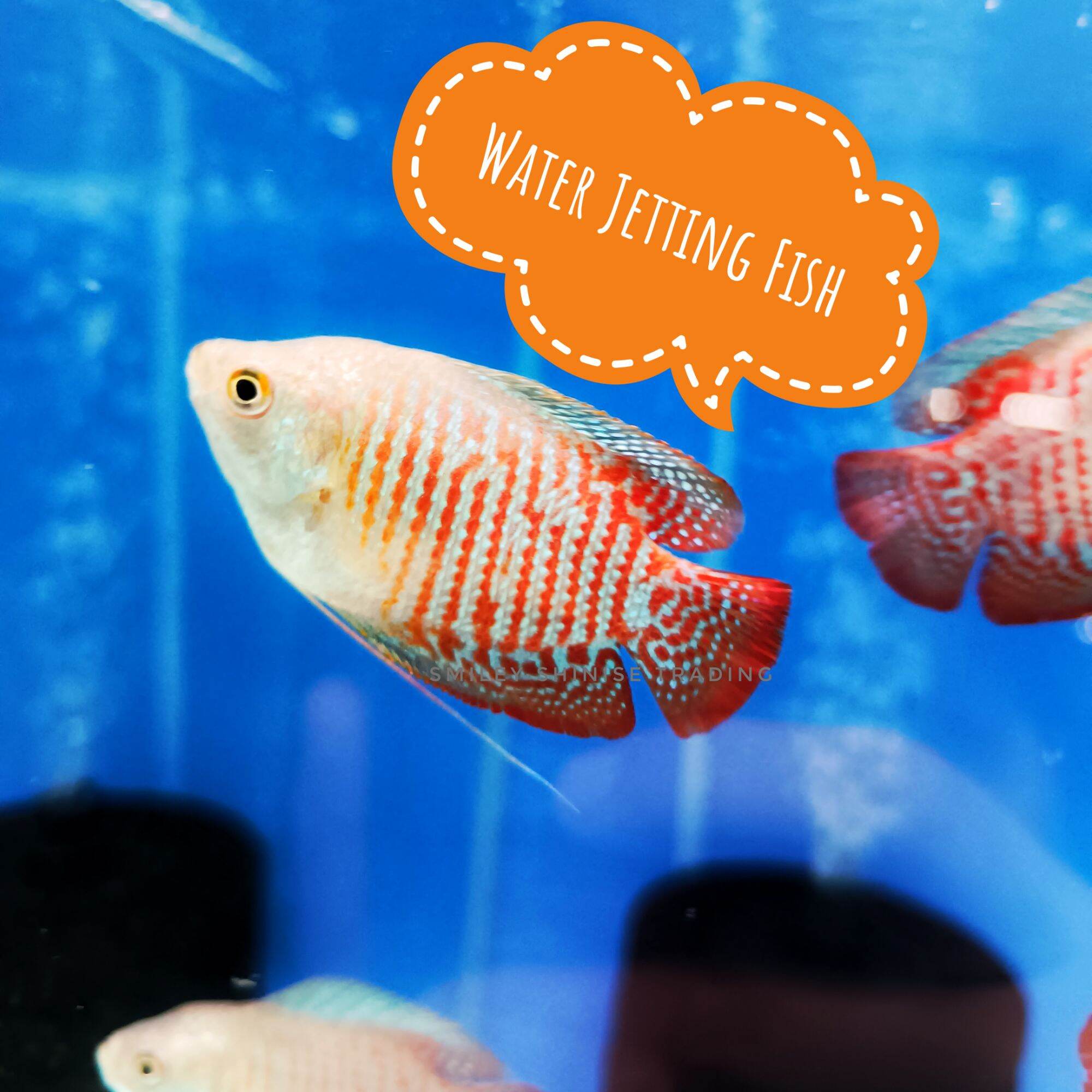 【3 pcs】Water Jet Fish 会吐水的鱼 Ikan memancut air Dwarf Lily Fish Ikan ...