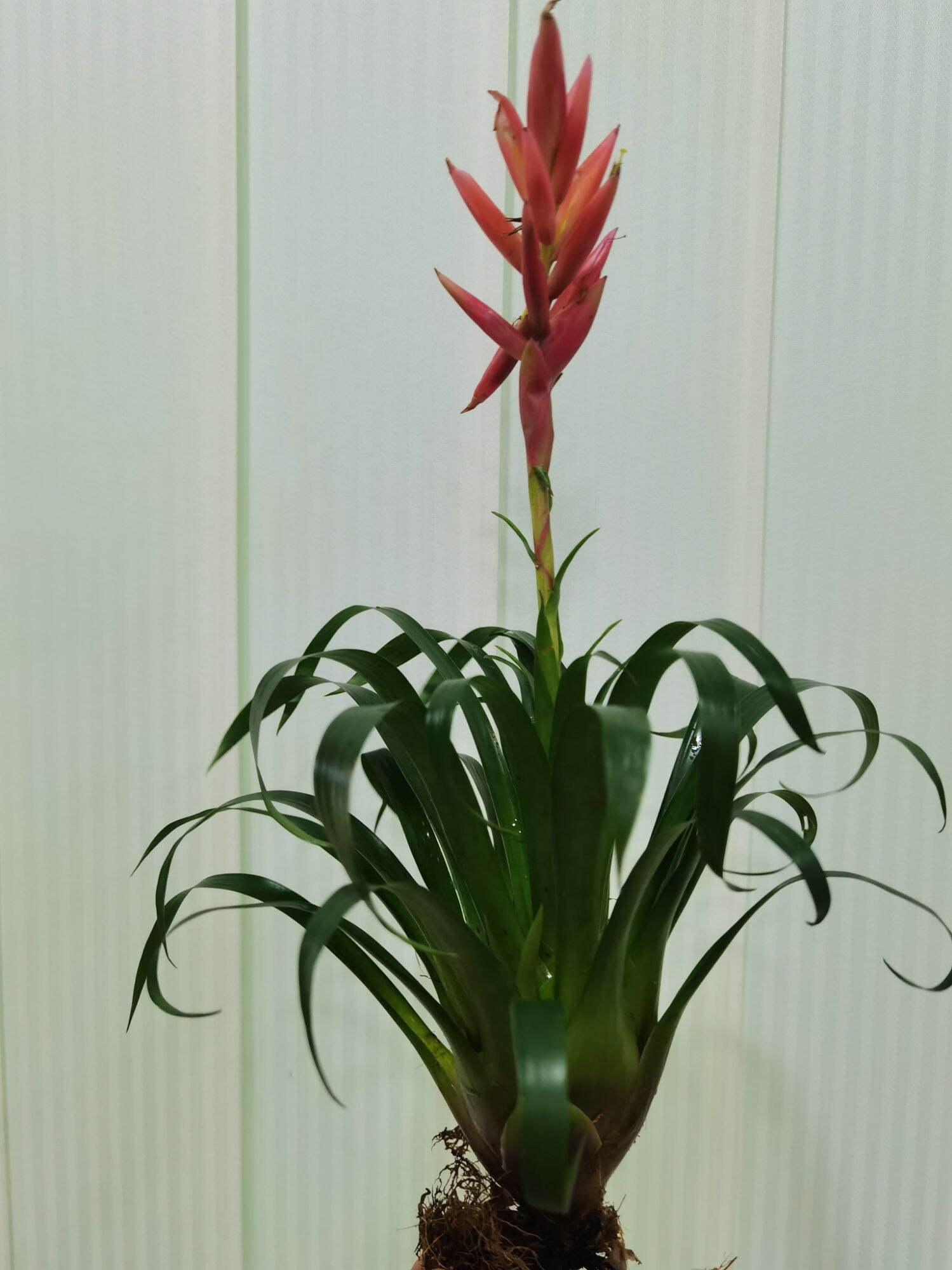 bromeliad vriesea Astrid | Lazada
