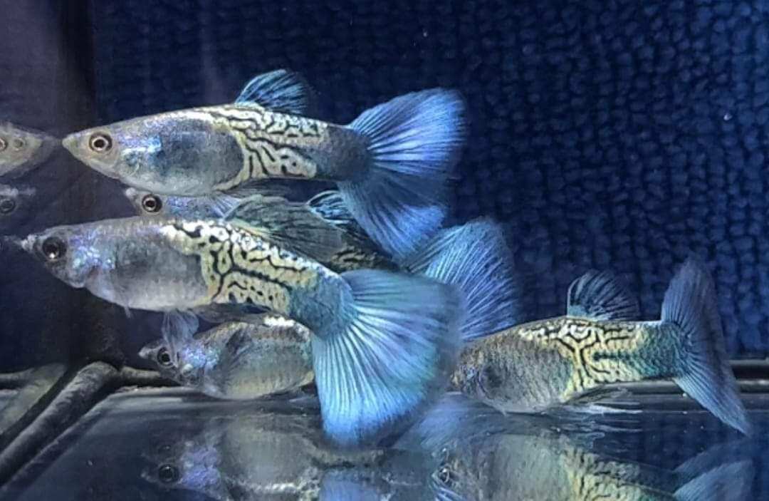 Blue Snakeskin Guppy