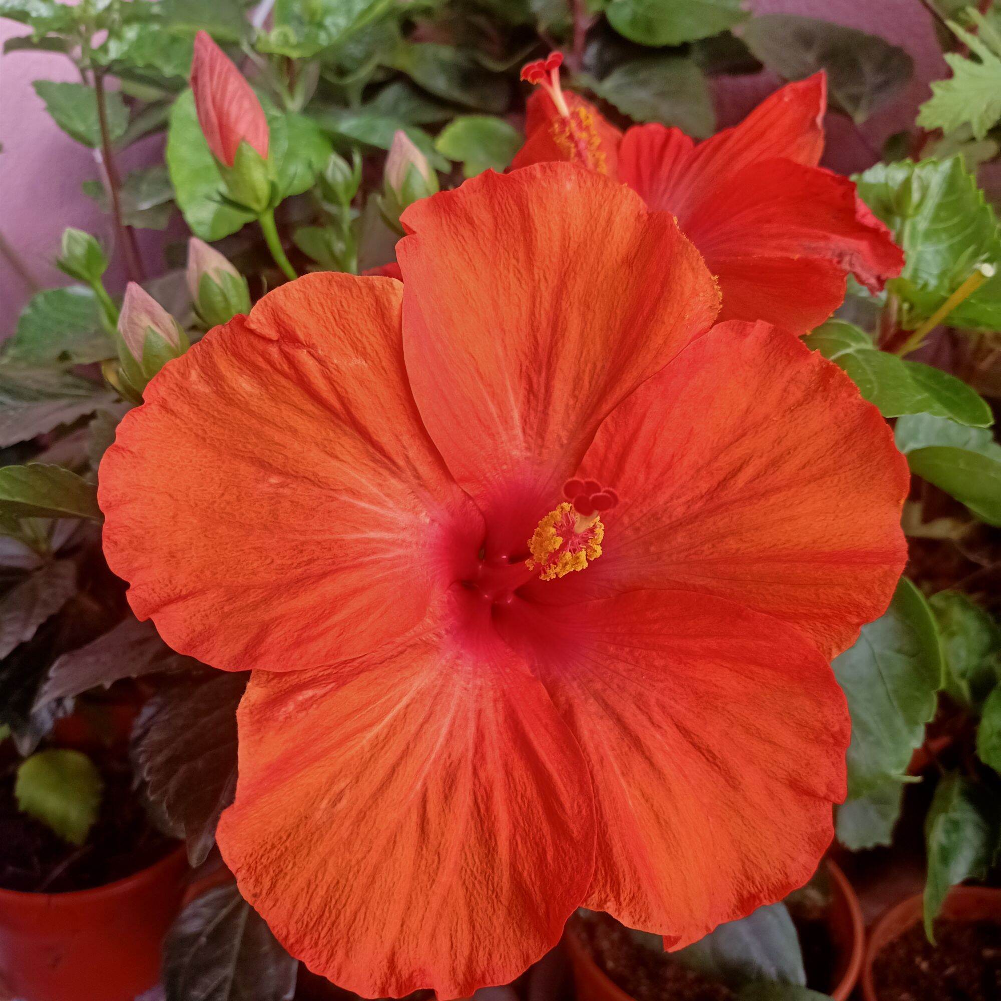 Bunga Raya Pelbagai Warna dan bunga besar | Lazada