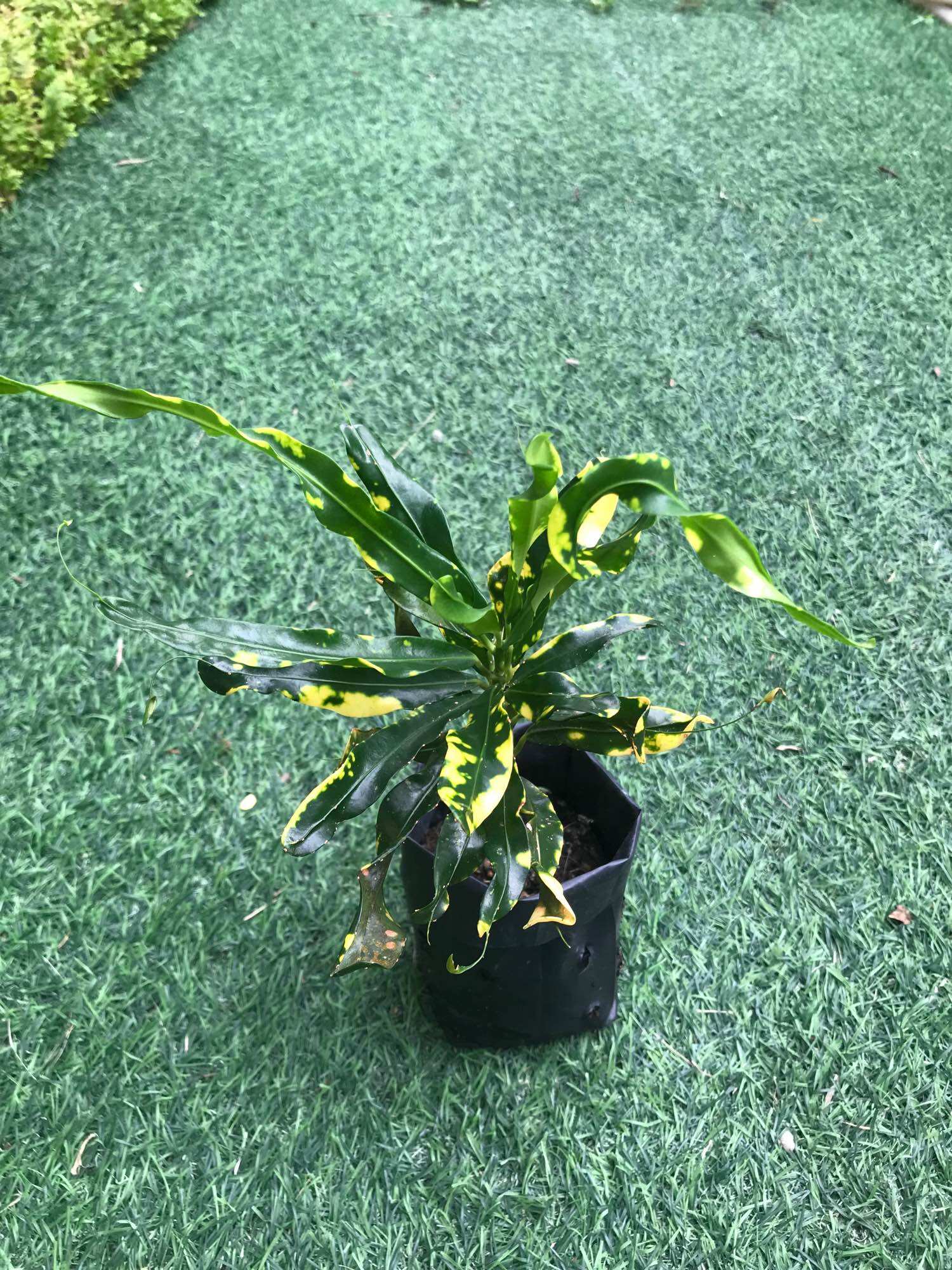 Anak Pokok Bunga Puding / Croton Plant. | Lazada