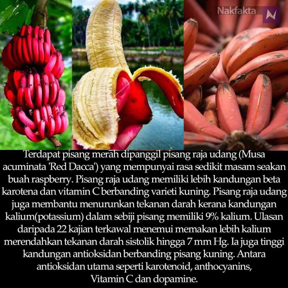 Anak Pokok Pisang Udang Merah 🍃 | Lazada