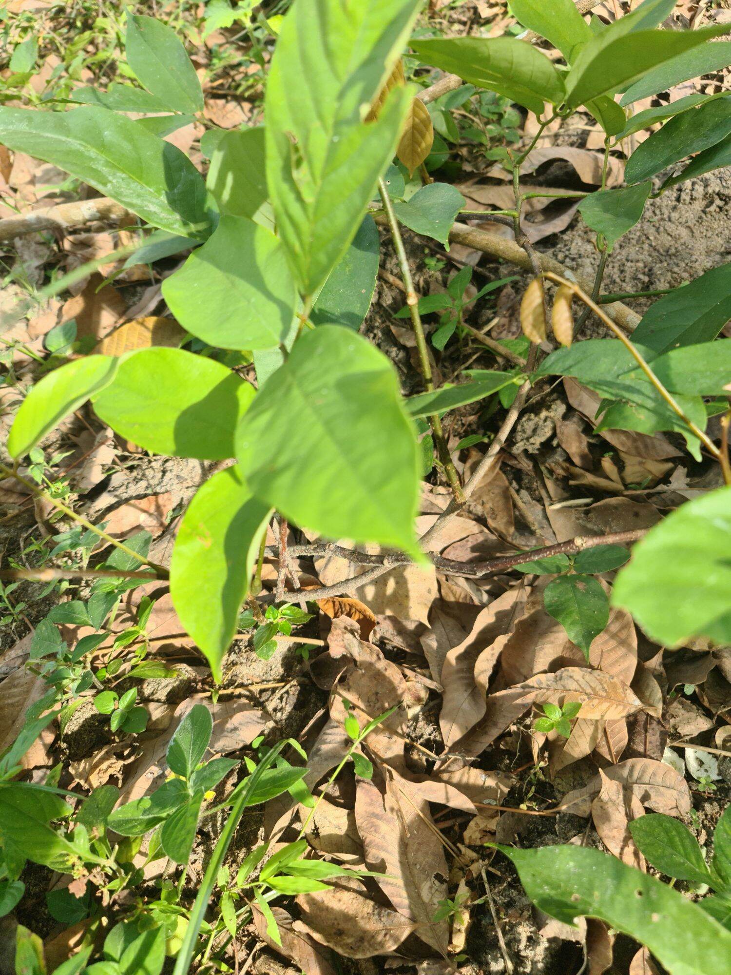 pokok tuba pokok muda batang dan daun | Lazada