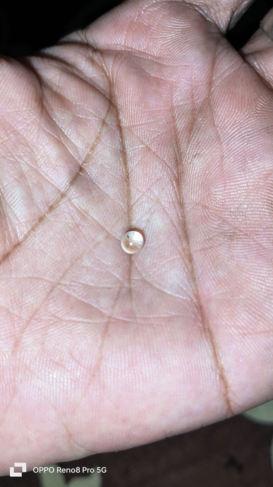 geliga ,buntat embun asli saiz kecil .keras luar dan keras dalam air ...