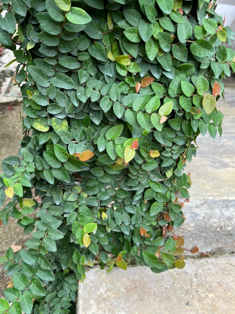 Ficus Pumila Creeping Fig plant | Pokok climbing dinding 攀爬植物 | Lazada