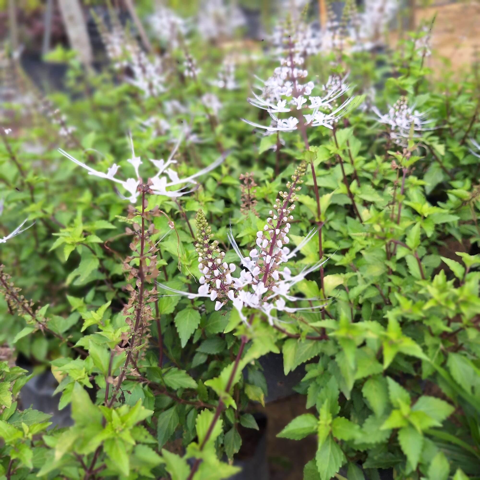 Pokok Misai kucing | Lazada