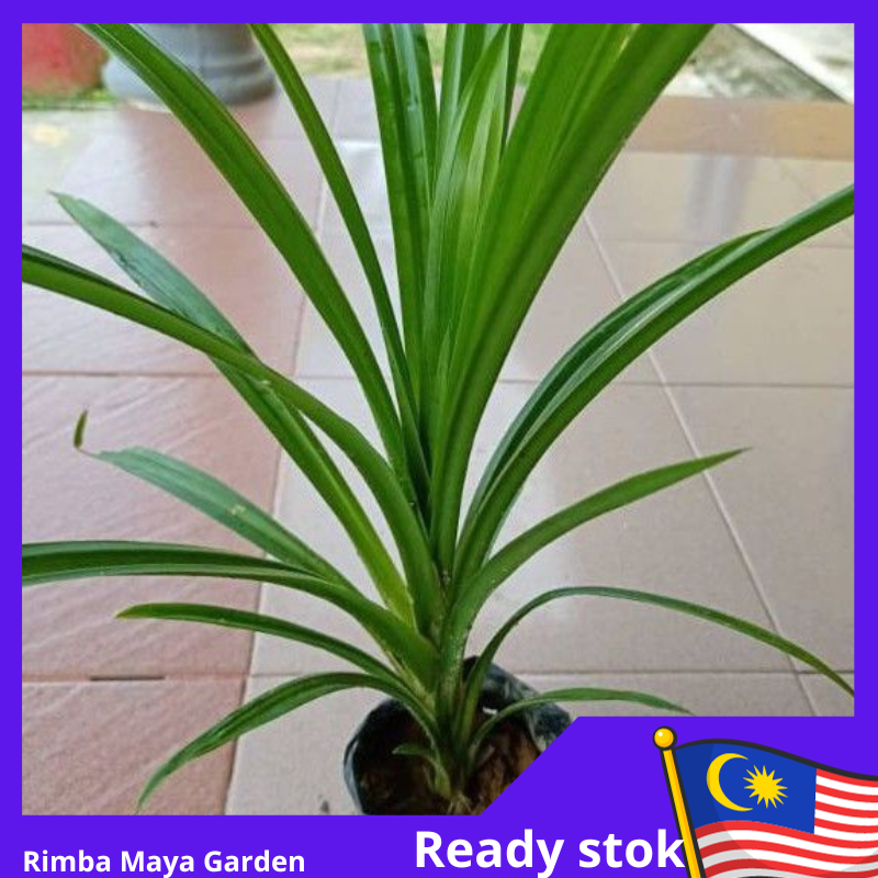 Pandan leaf plant/Pokok Pandan 班兰叶 Vegetable Herb Live Plant | Lazada