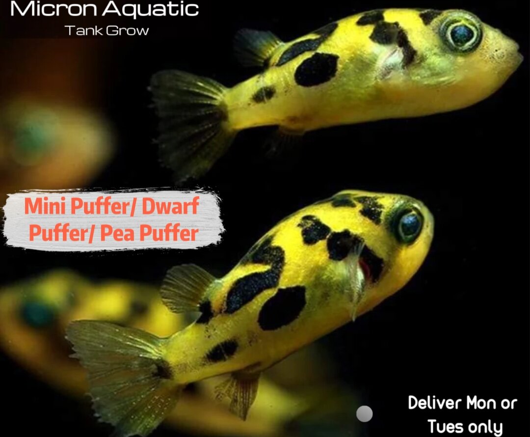[DOA] Mini Puffer/ Dwarf Puffer/ Pea Puffer 巧克力娃娃 | Lazada