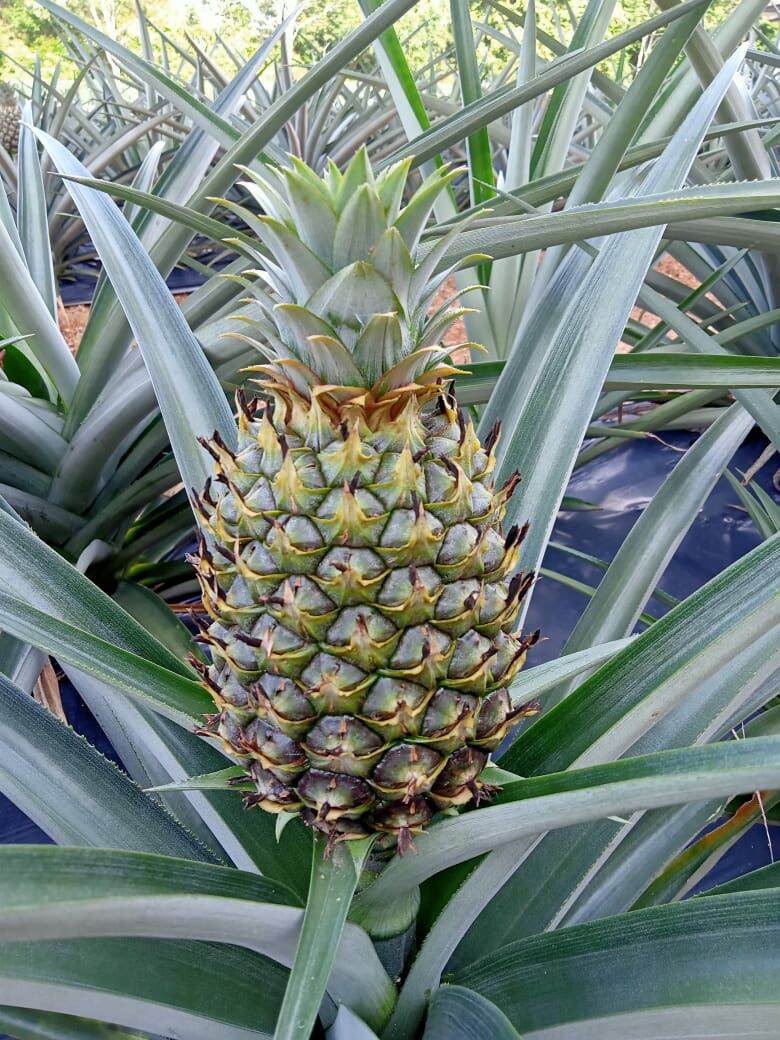 AZR AGRO ONLINE Official Store in Malaysia, Online Shop 04 2025