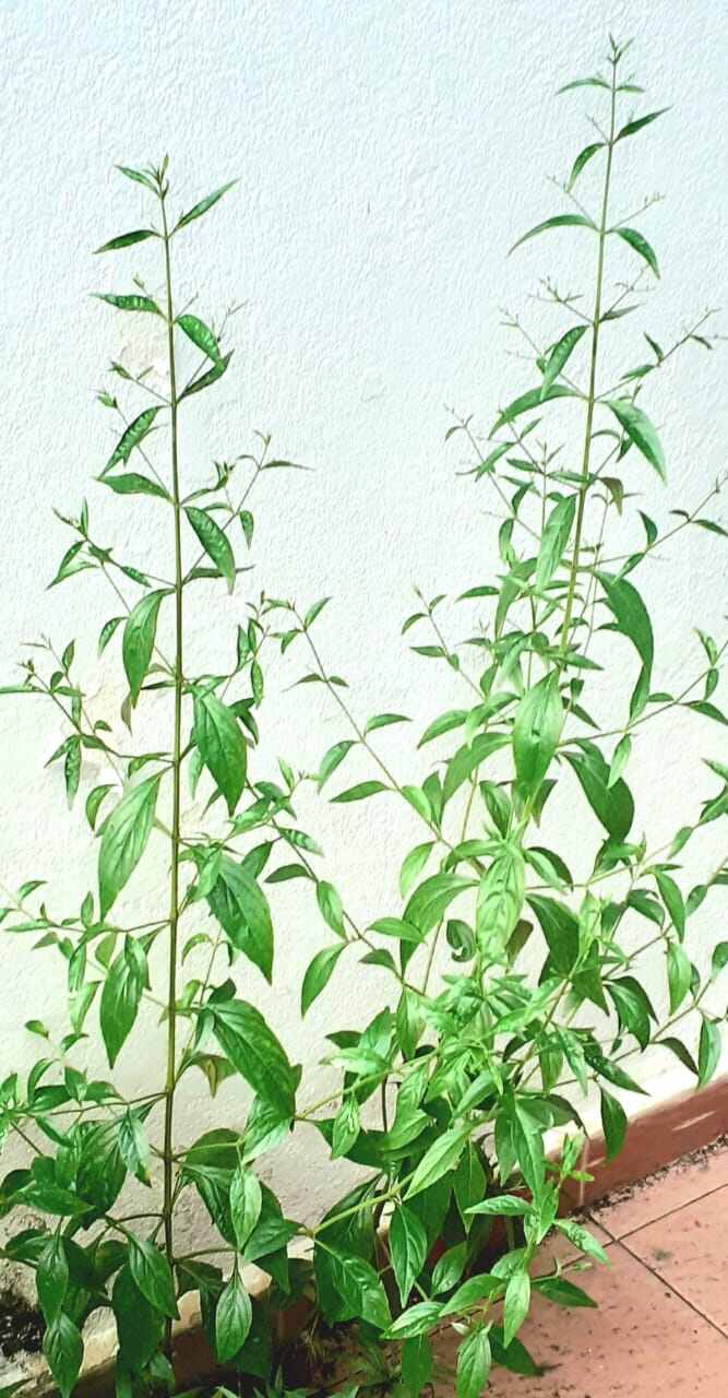 Pokok Raja Pahit /Nangkai/ Green Chiretta/ Nilavembu | Lazada
