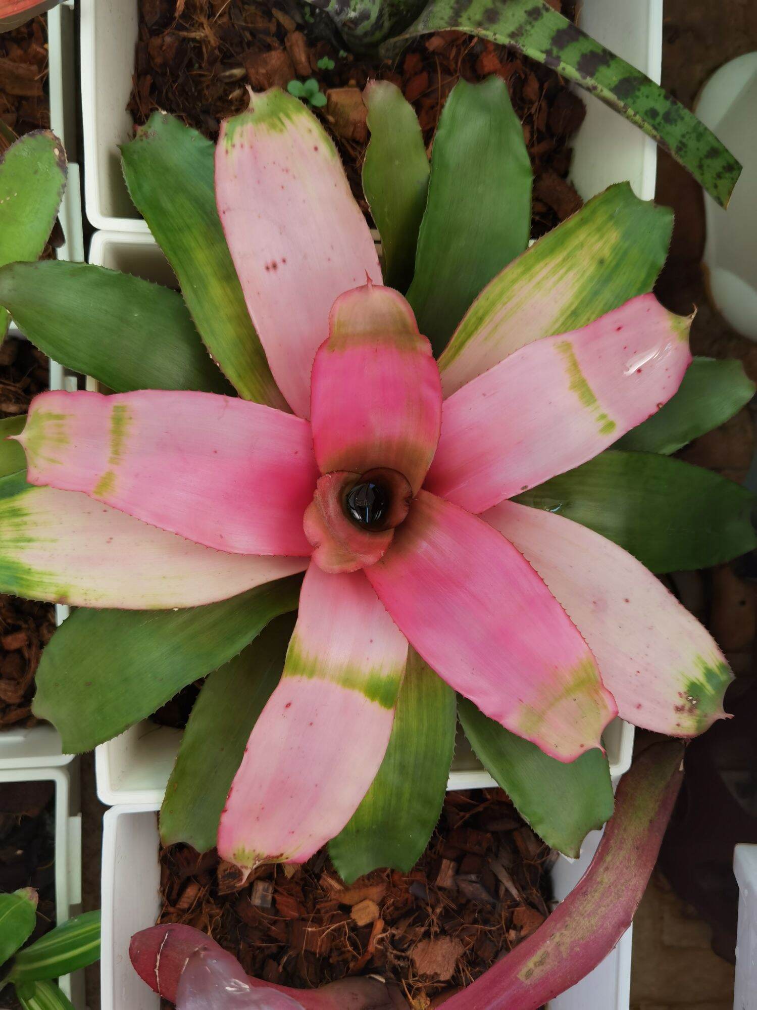 bromeliad neoregelia michi | Lazada
