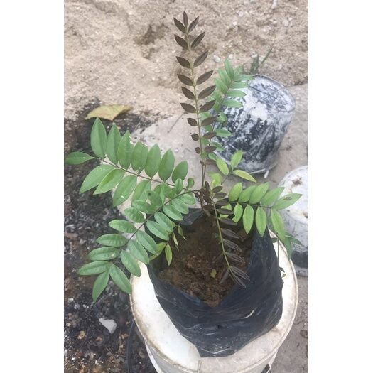 Pokok Tongkat Ali / LongJack Plants | Lazada