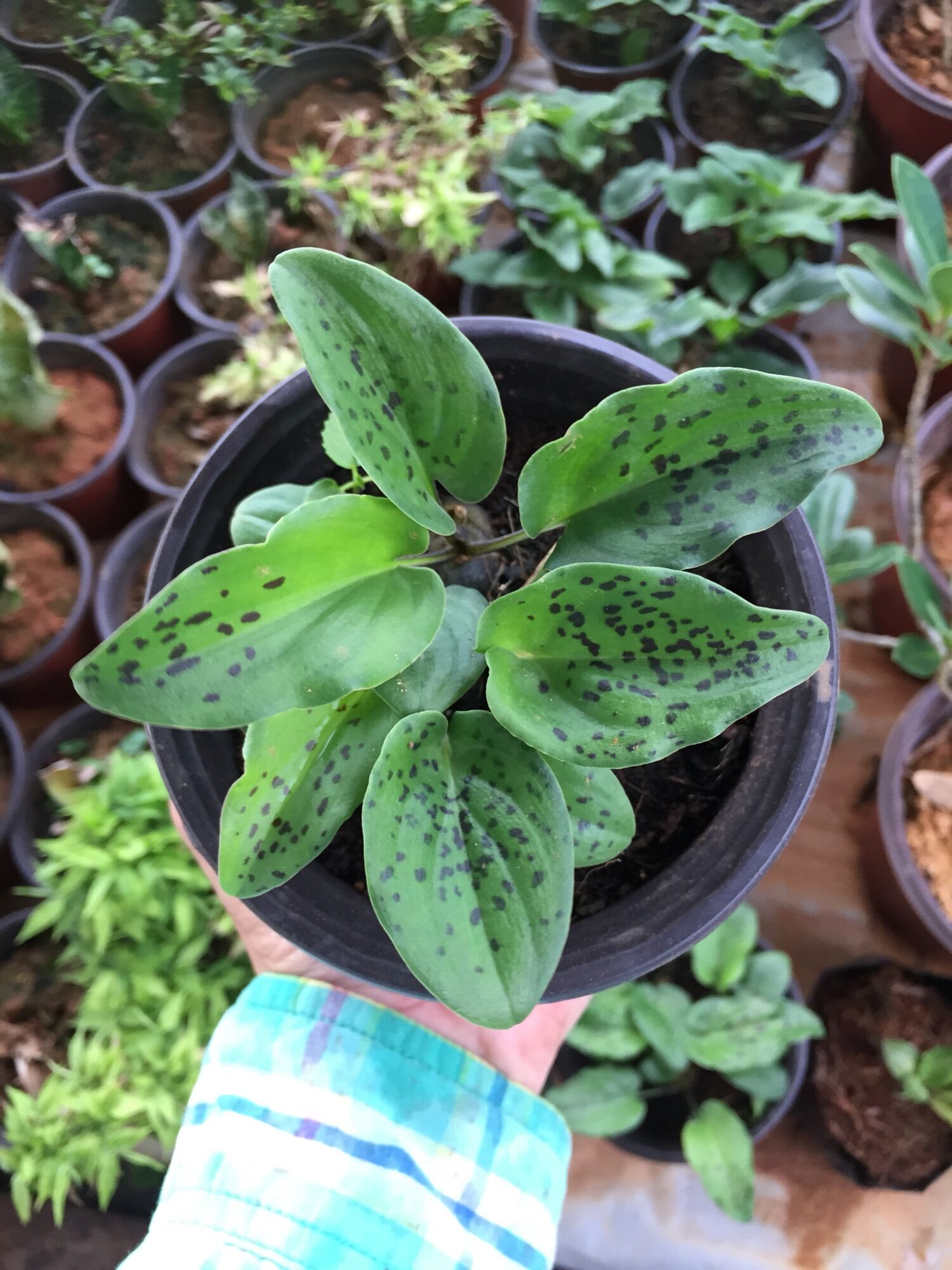 Anak Pokok Macam Keladi Jenis Buah ubi Timbul atas tanah Daun Bintik ...