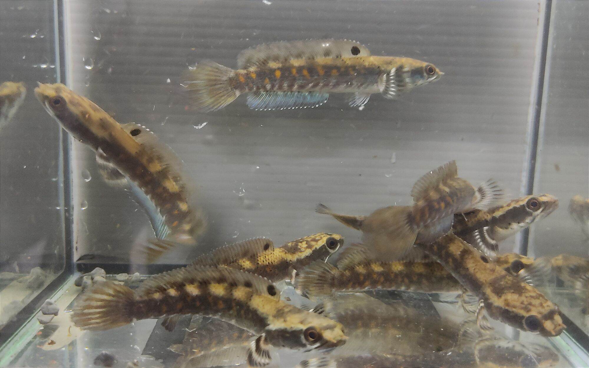 Channa Blue Pulchra 3 & 3.5 inci | Lazada