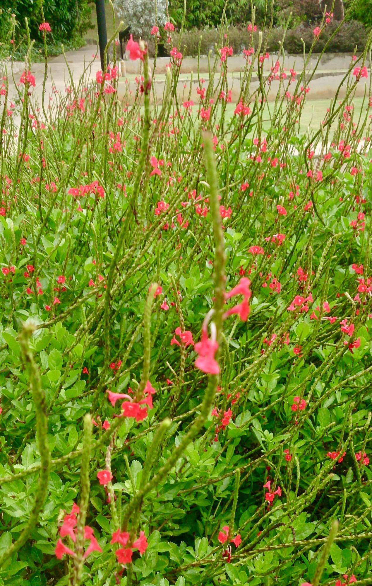 (GG real plant) stachytarpheta indica ^ herbal snake weed plant pokok ...