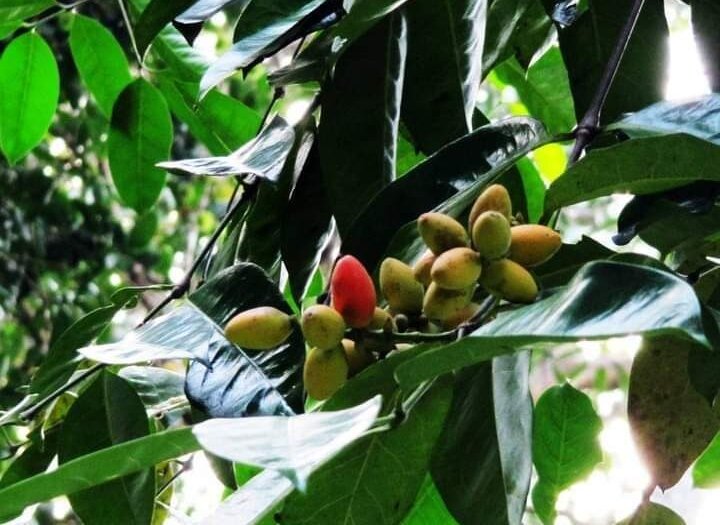 daun pokok sabung, pokok belinjau, daun pokok melinjau, pokok salam ...