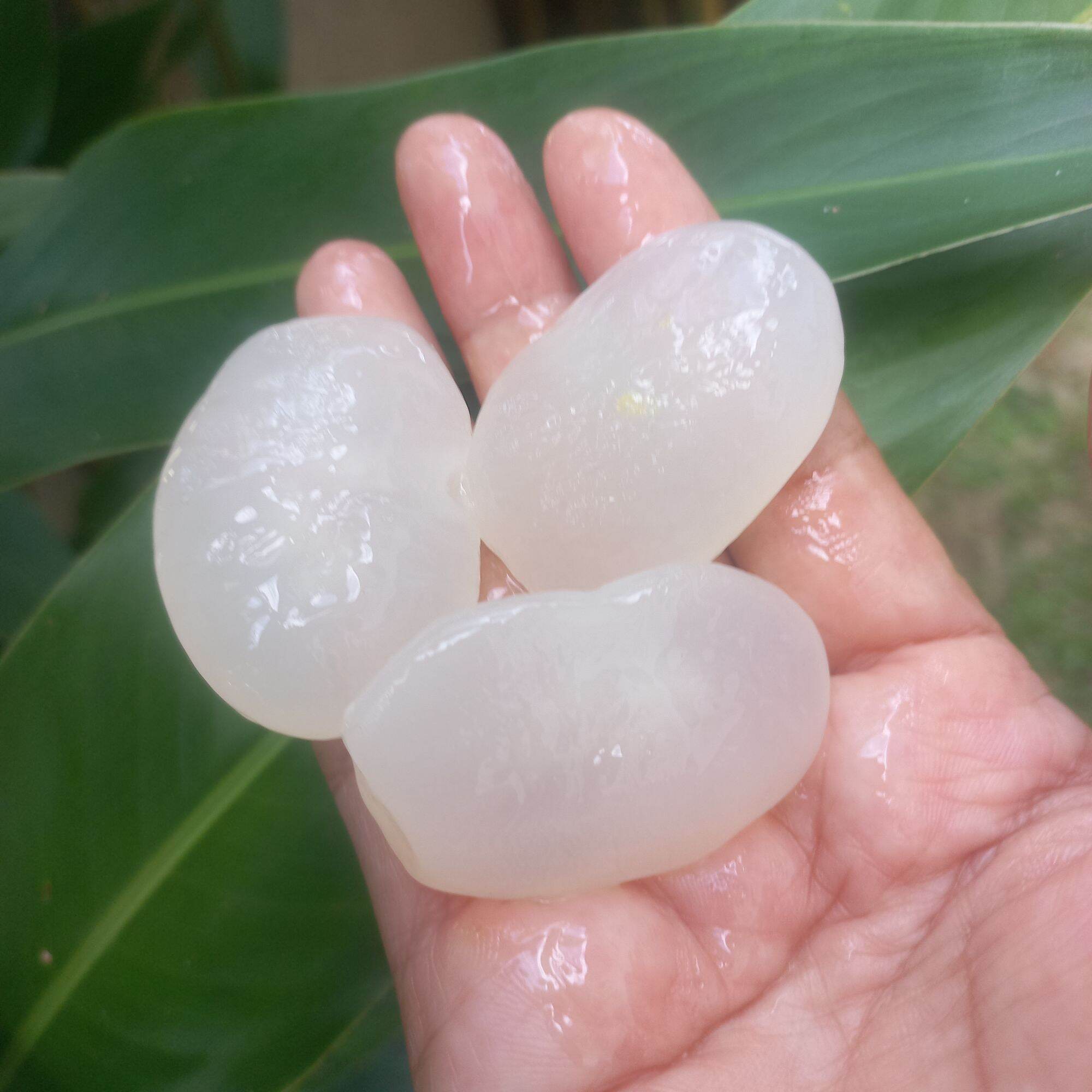 buah kabung/buah beluluk/ kolang kaling | Lazada