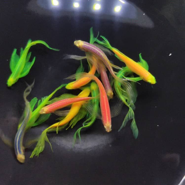 Ready Stock Random Colour Aquarium Dumbo Danio Zebra for aquascape蝶翼斑马鱼 ...