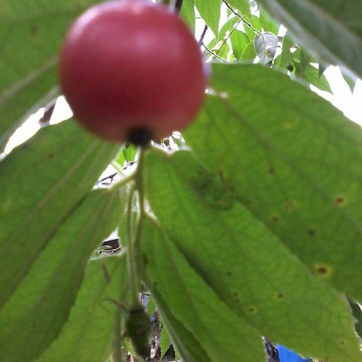 100 HELAI LEBIH DAUN CERI KAMPUNG. | Lazada