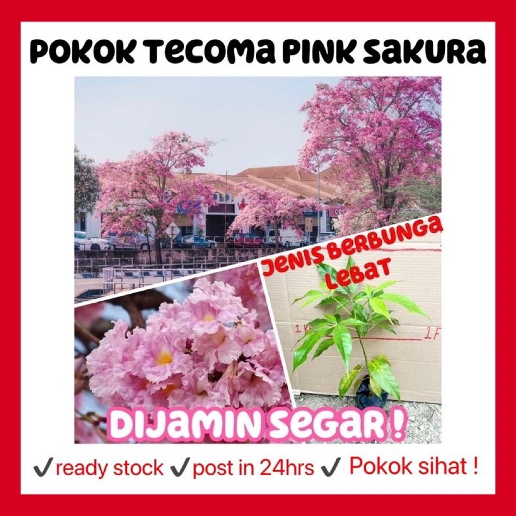 Rina • pokok tecoma pink Sakura • tabebuia rosea tree tumbuhan tanaman ...