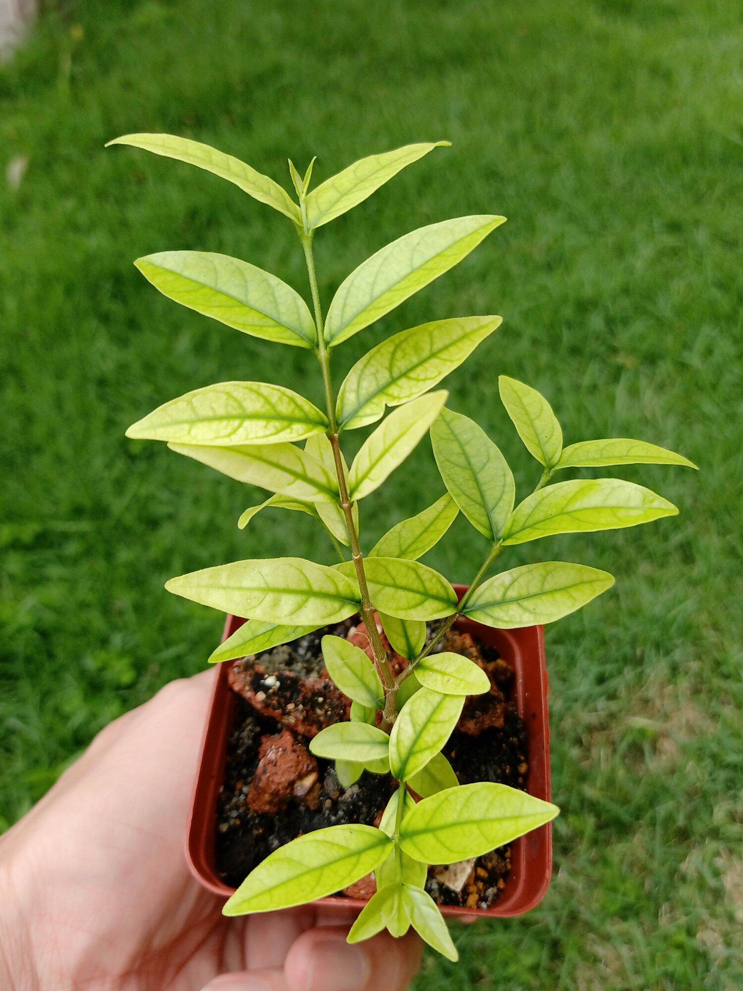 Water jasmine / Wrightia religiosa 水梅盆栽 Bonsai plant | Lazada