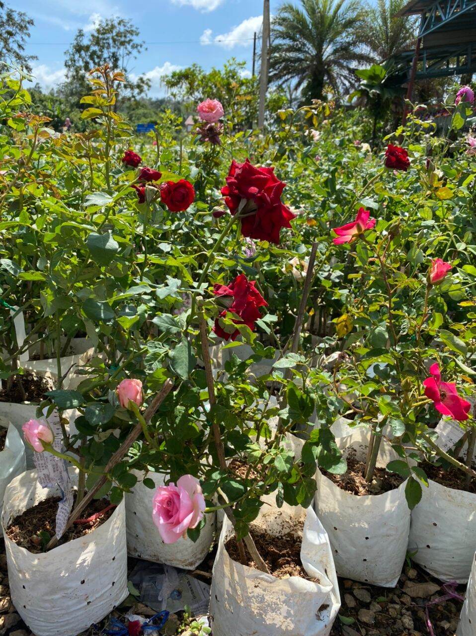 pokok bunga rose mawar Thailand live plant murah BUNGA ROS WANGI MURAH ...