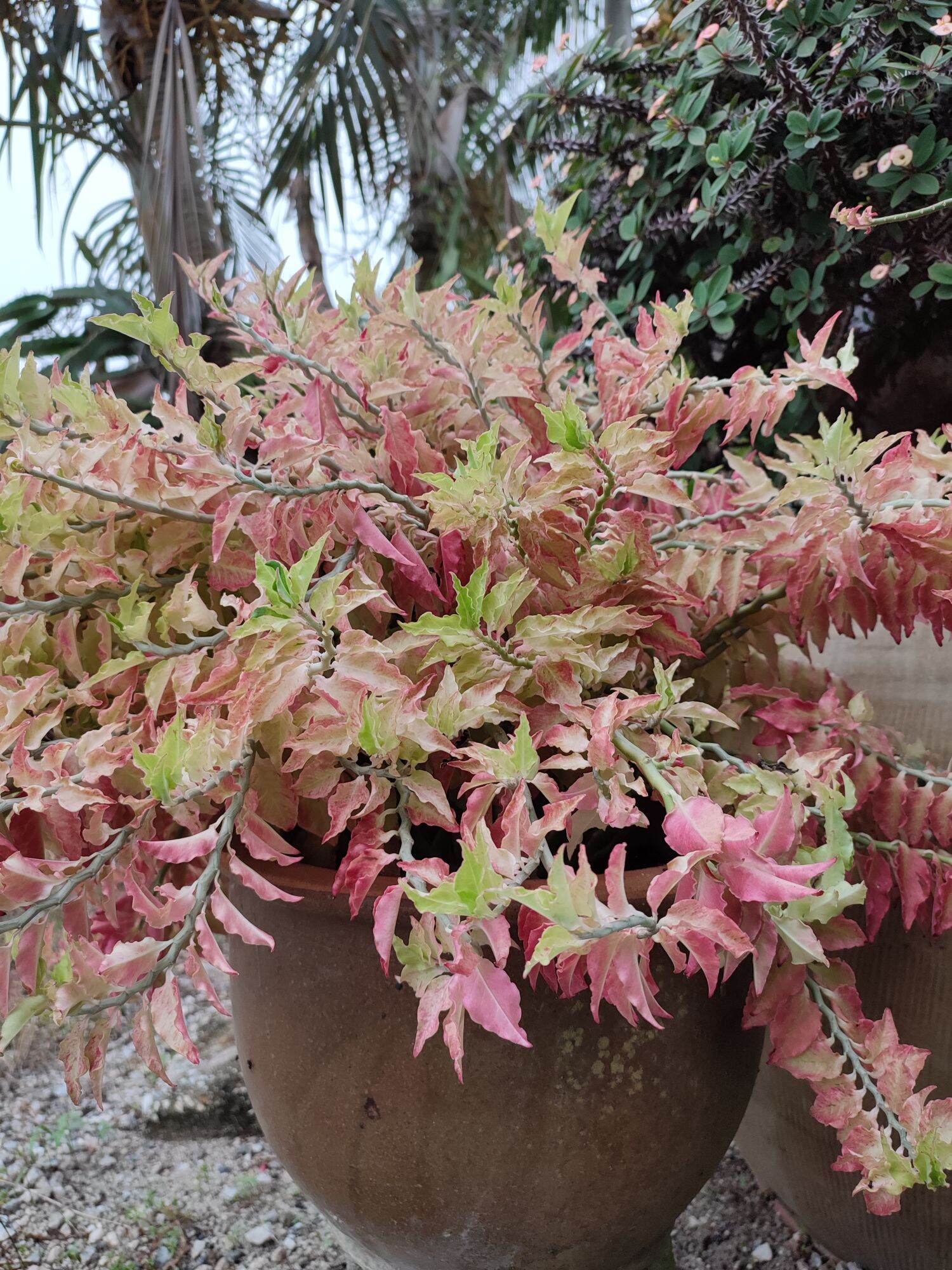 pokok Bunga lipan | Lazada