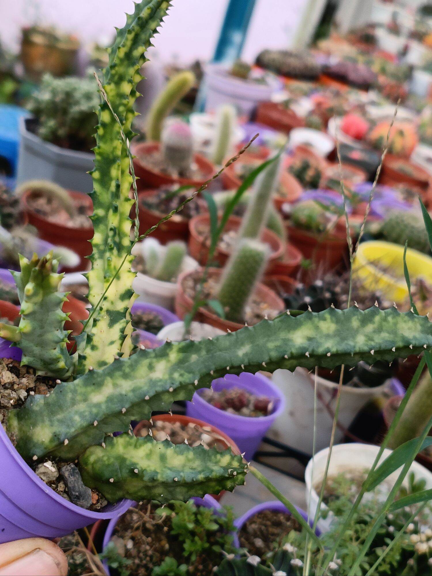 Huernia Zebrina Variegata / cactus / succulent / stapelia / orbea | Lazada