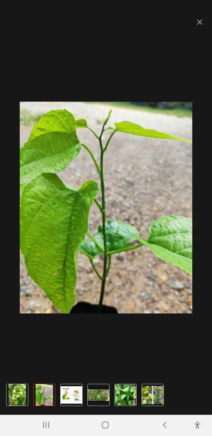 anak pokok sacha inchi | Lazada