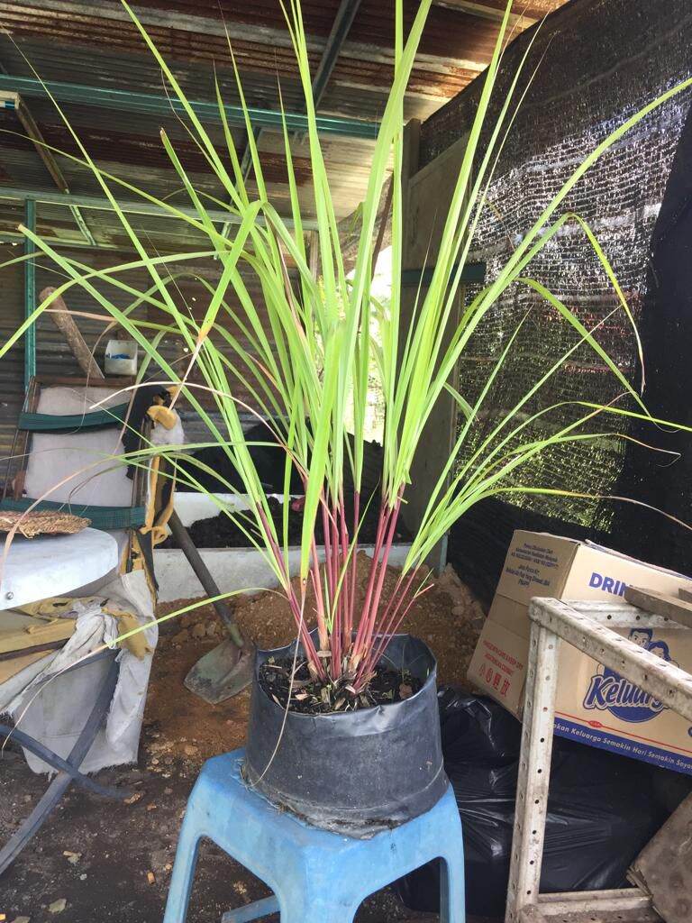 Anak Pokok Serai Wangi (Polybag) | Lazada