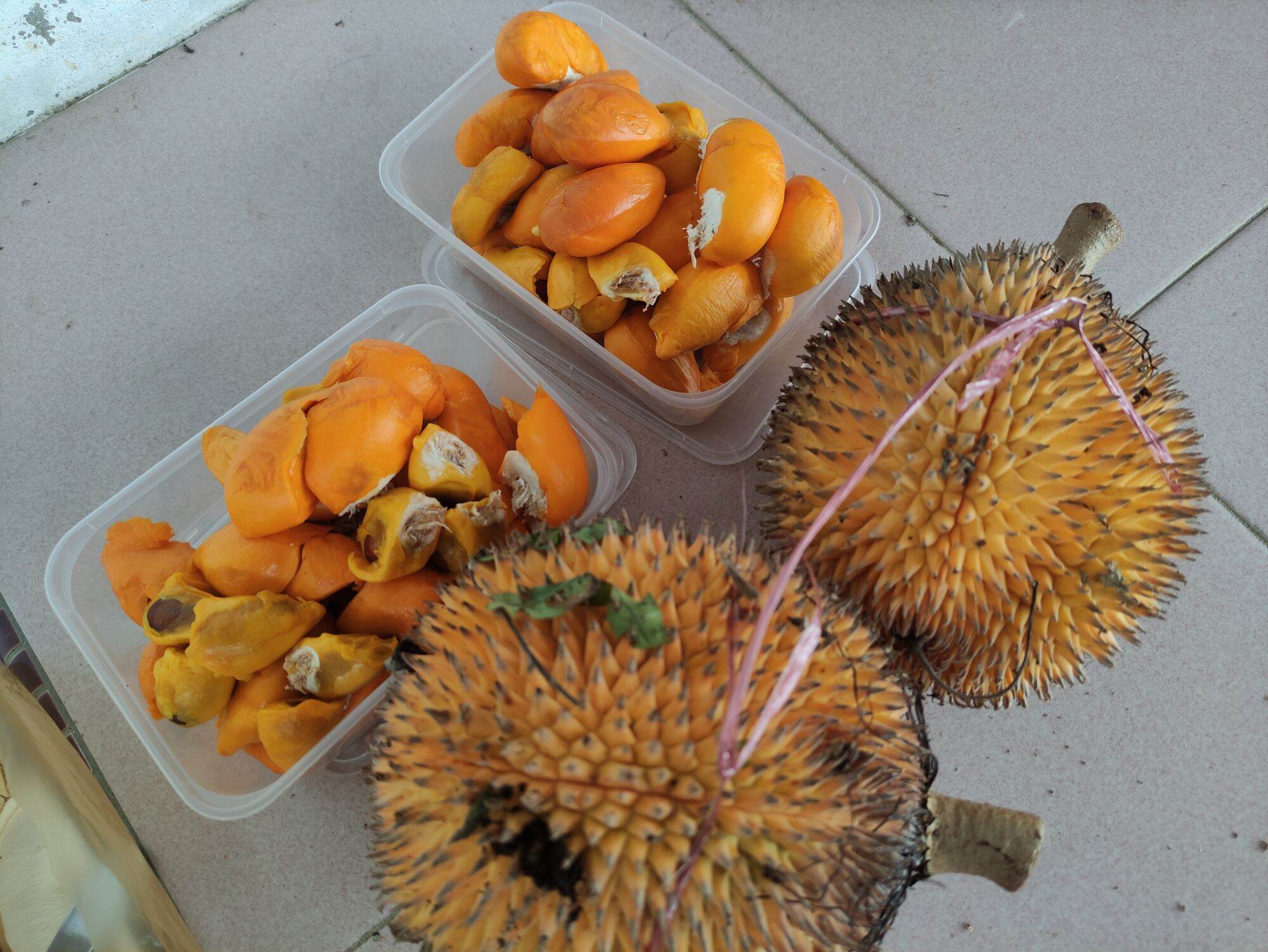 Sarawak Durian Pakan Nyekak Tuen | Lazada